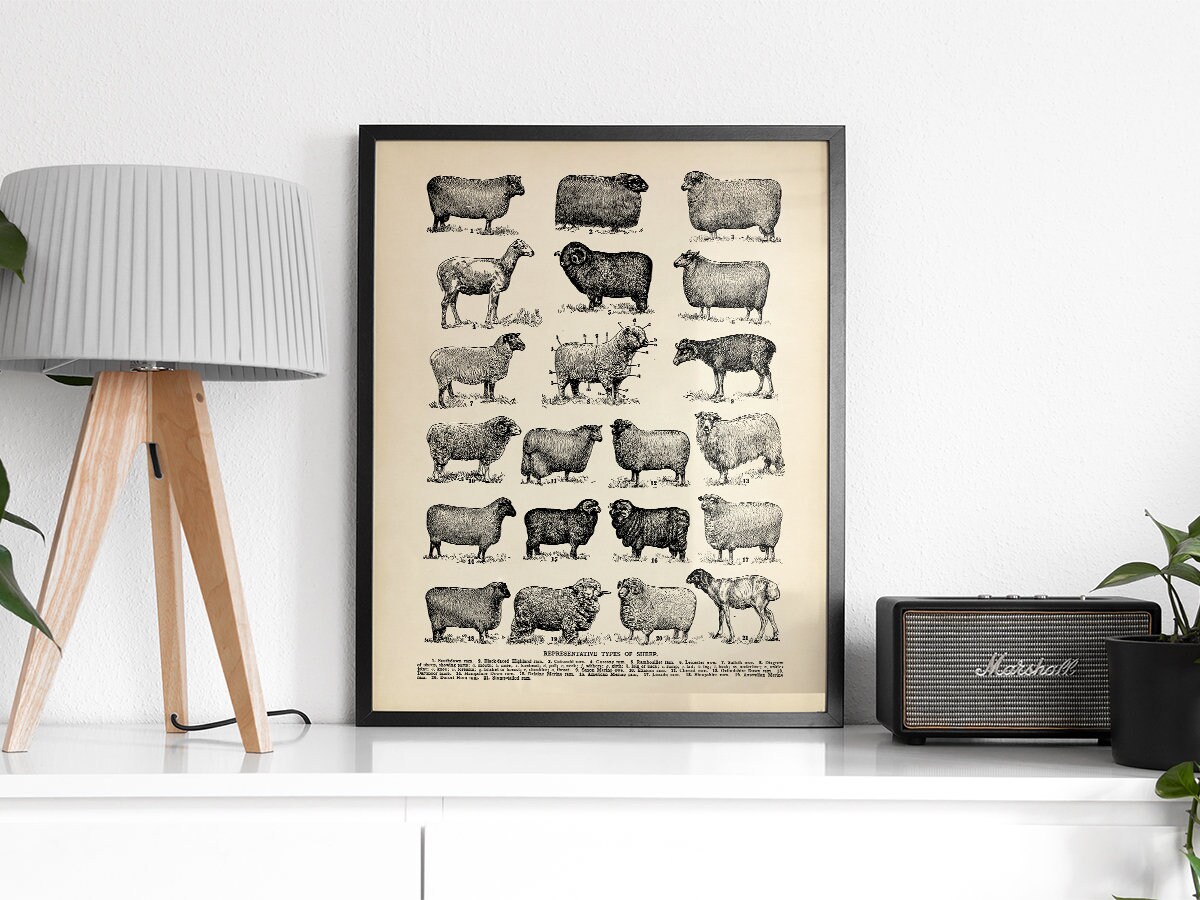 Breeds of Sheep Printable, Types of Sheep, Farmhouse Decor, Farmer ...