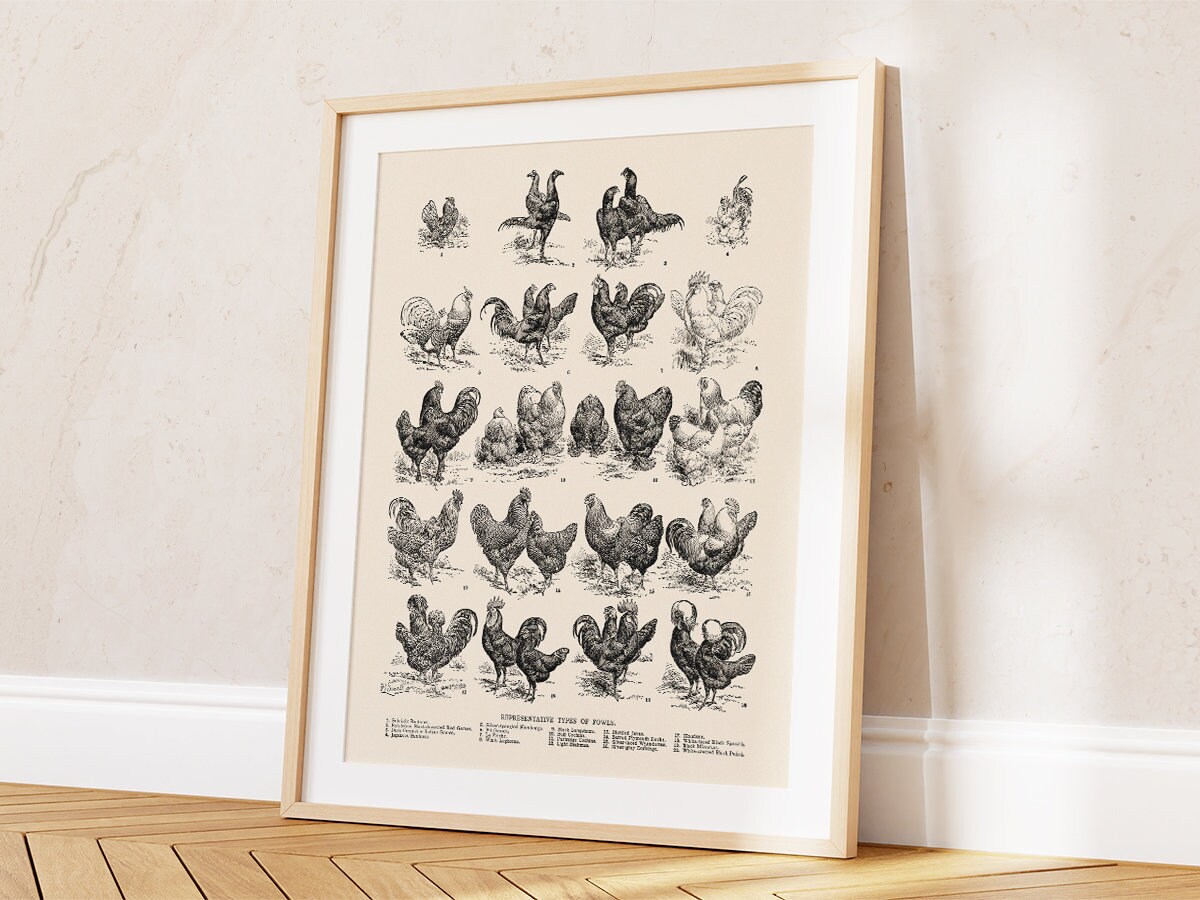 Breeds of Fowls Printable, Types of Chicken, Farmhouse Decor, Cottage ...