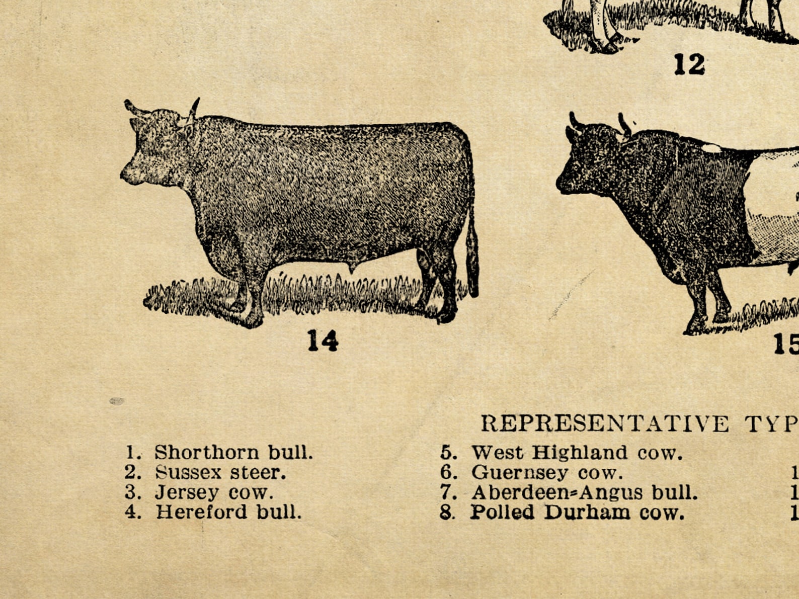 Breeds of Cow Printable Types of Cattle Digital Download - Etsy