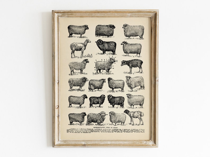 Breeds of Sheep Printable, Types of Sheep, Farmhouse Decor, Farmer ...