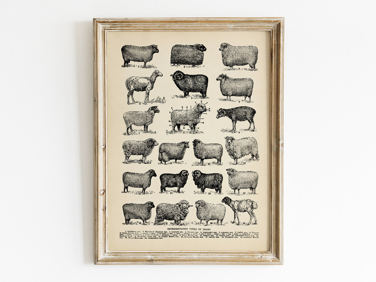 Breeds of Sheep Printable, Types of Sheep, Farmhouse Decor, Farmer ...