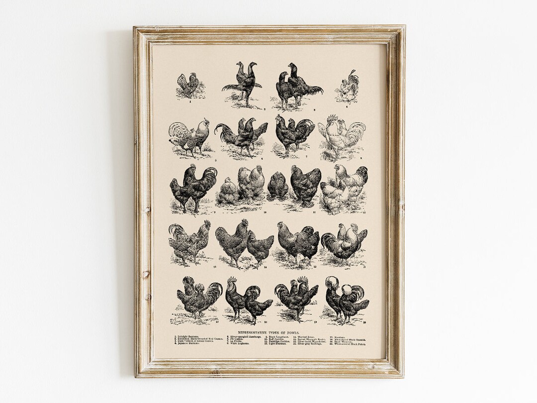 Breeds of Fowls Printable, Types of Chicken, Farmhouse Decor, Cottage ...
