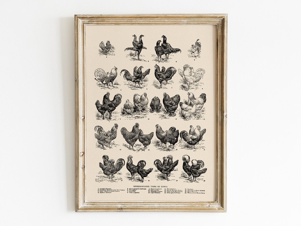 Breeds of Fowls Printable, Types of Chicken, Farmhouse Decor, Cottage ...