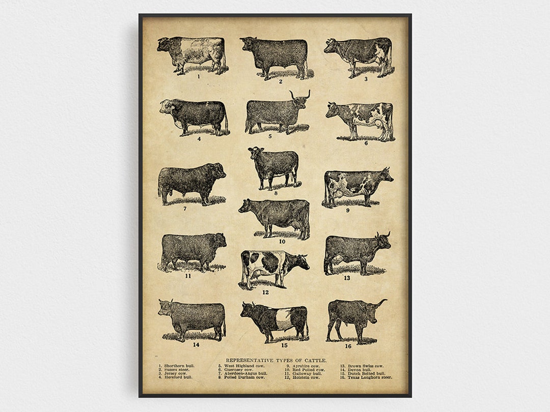 Breeds of Cow Printable Types of Cattle Digital Download - Etsy