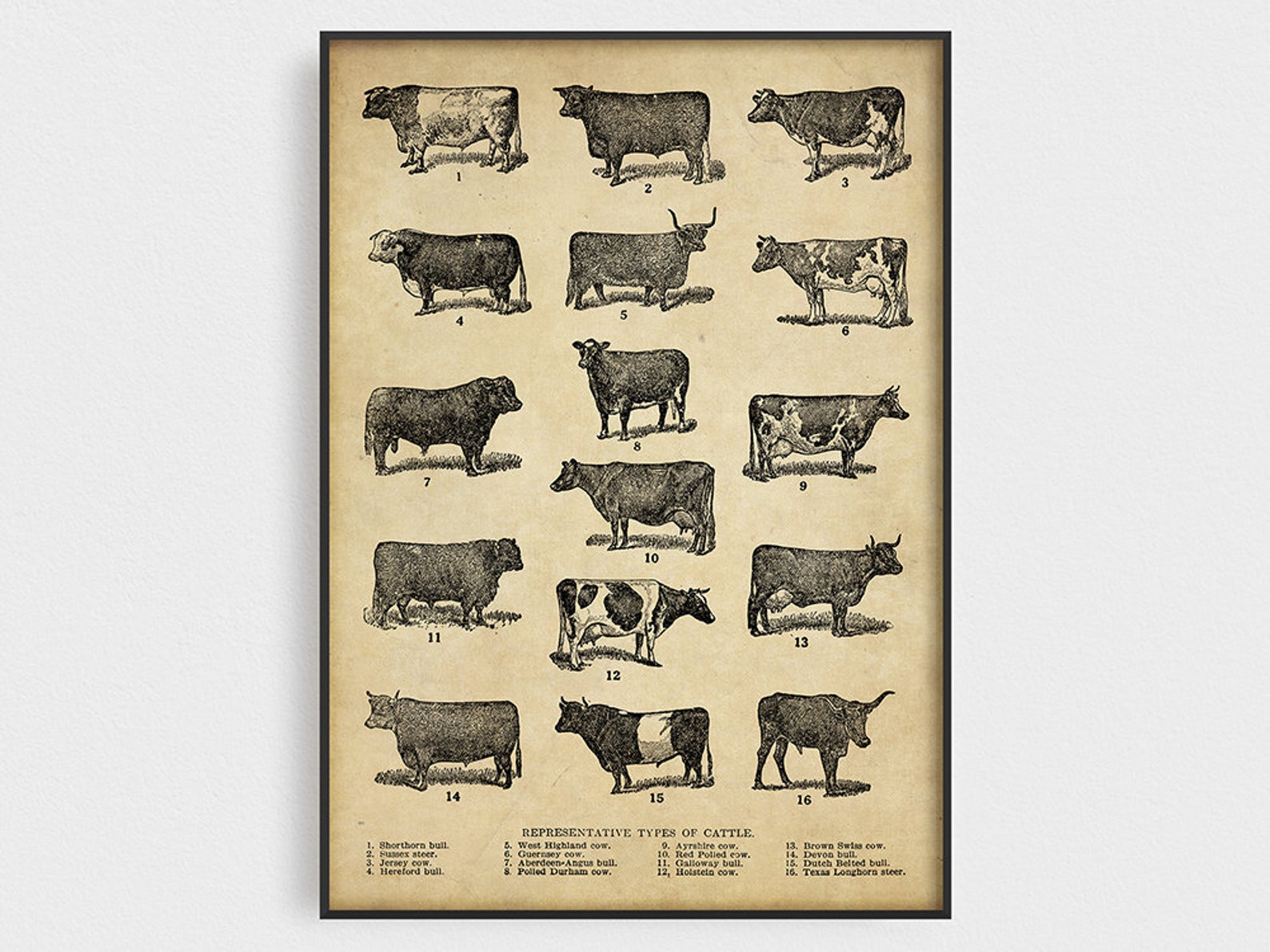 Breeds of Cow Printable Types of Cattle Digital Download - Etsy