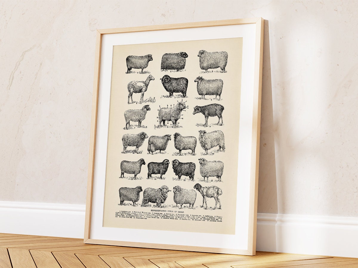 Breeds of Sheep Printable, Types of Sheep, Farmhouse Decor, Farmer ...