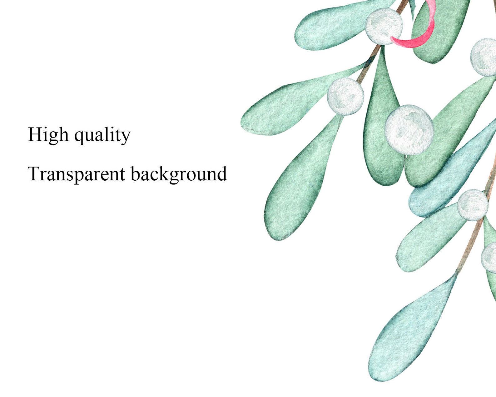 Mistletoe Watercolor Clipart Christmas Greenery Png Winter | Etsy