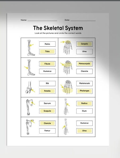 Printable Skeletal System Worksheets,anatomy Worksheet,homeschool ...