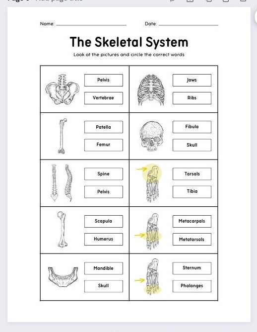 Printable Skeletal System Worksheets,anatomy Worksheet,homeschool ...