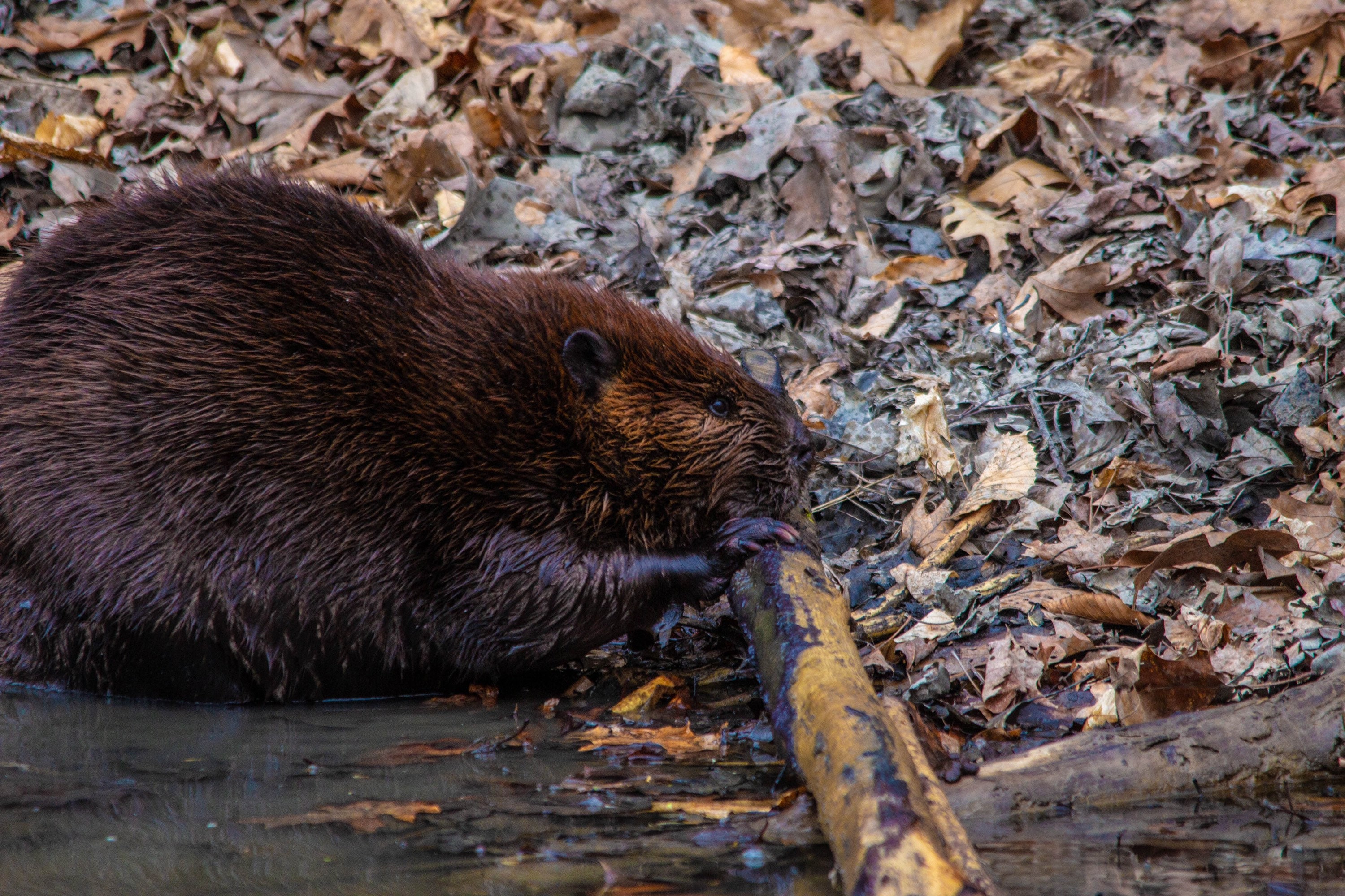 Beaver Building a Dam Poster - Etsy