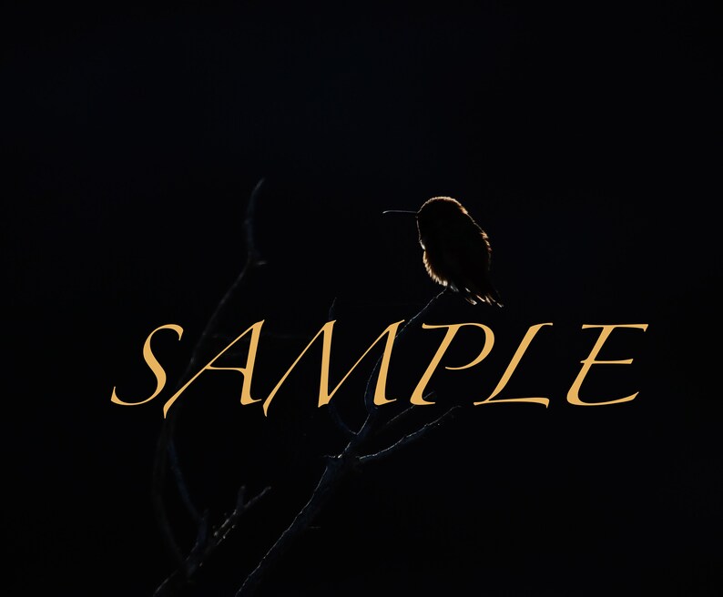 Backlit Hummingbird Digital Download - Etsy