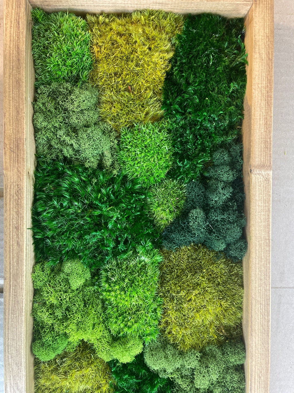 Prefleur DIY B Crafts Assorted Moss Kit Mixed Preserved Stabilized Moss ...