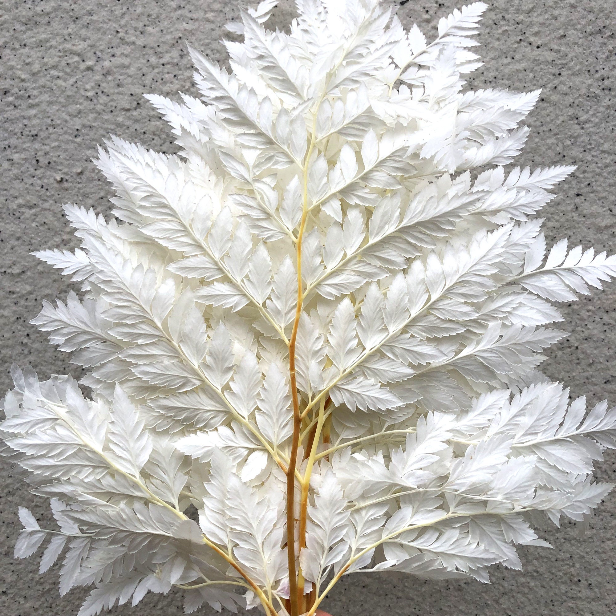White Preserved Fern Stems, DIY Wedding Garland Decor (10 Stems) - Etsy
