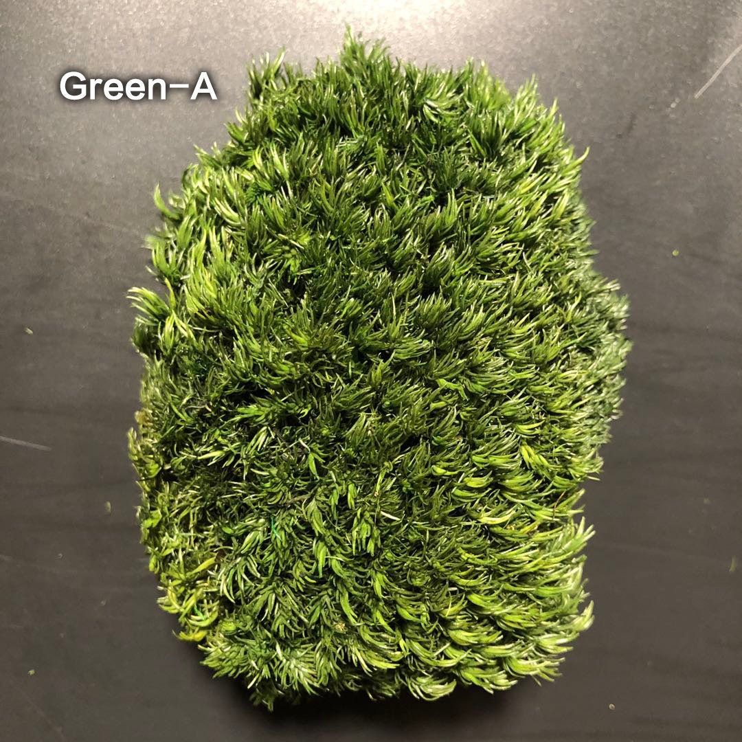 Prefleur DIY B Crafts Assorted Moss Kit Mixed Preserved - Etsy