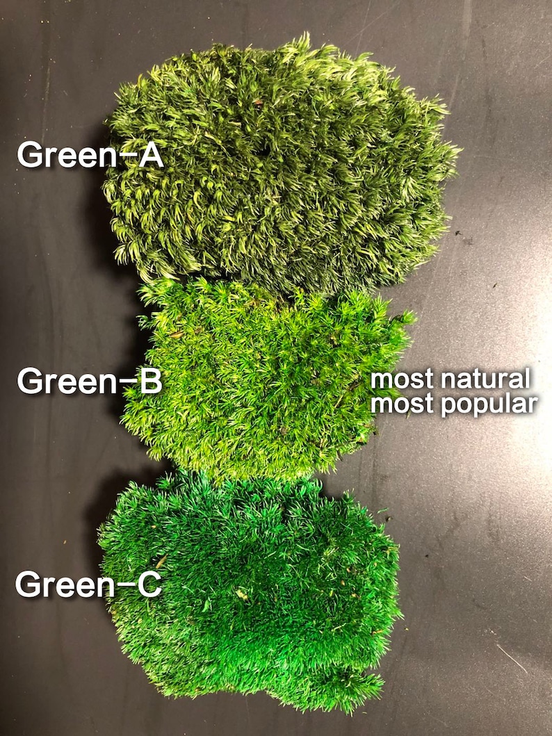 Prefleur DIY B Crafts Assorted Moss Kit Mixed Preserved - Etsy