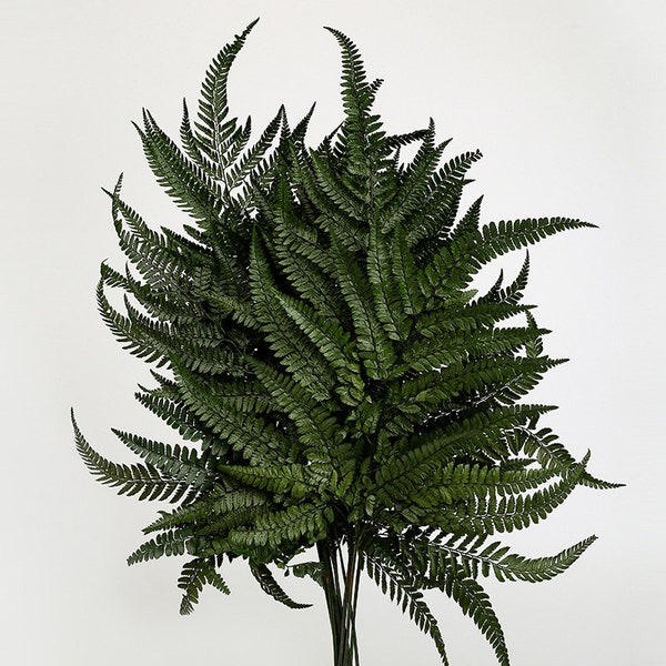 Ferns - Etsy