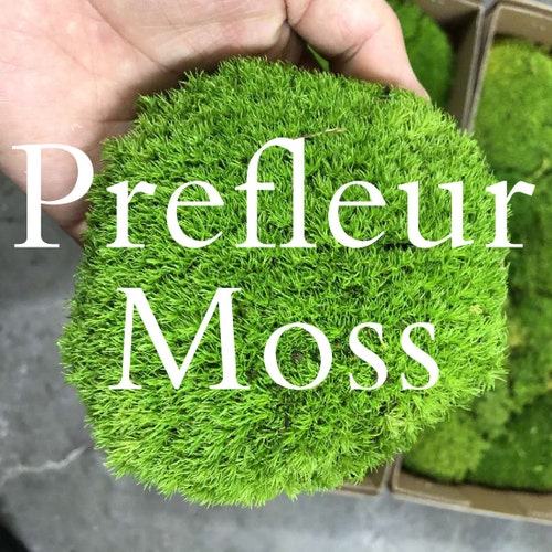 PrefleurMoss - Etsy