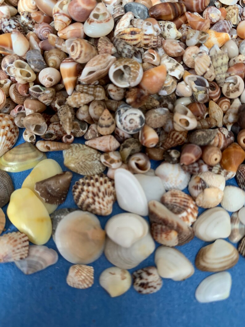 Tiny sea shells Multi color small sea shells Shells for | Etsy