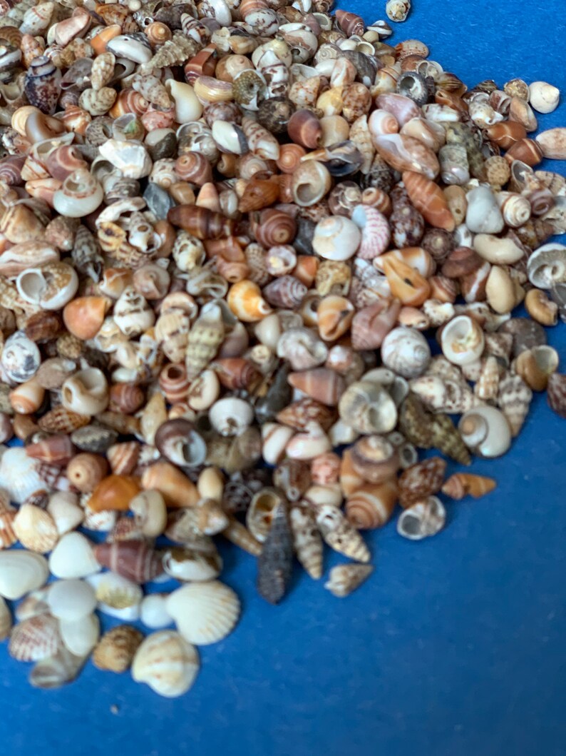 Tiny sea shells Multi color small sea shells Shells for | Etsy