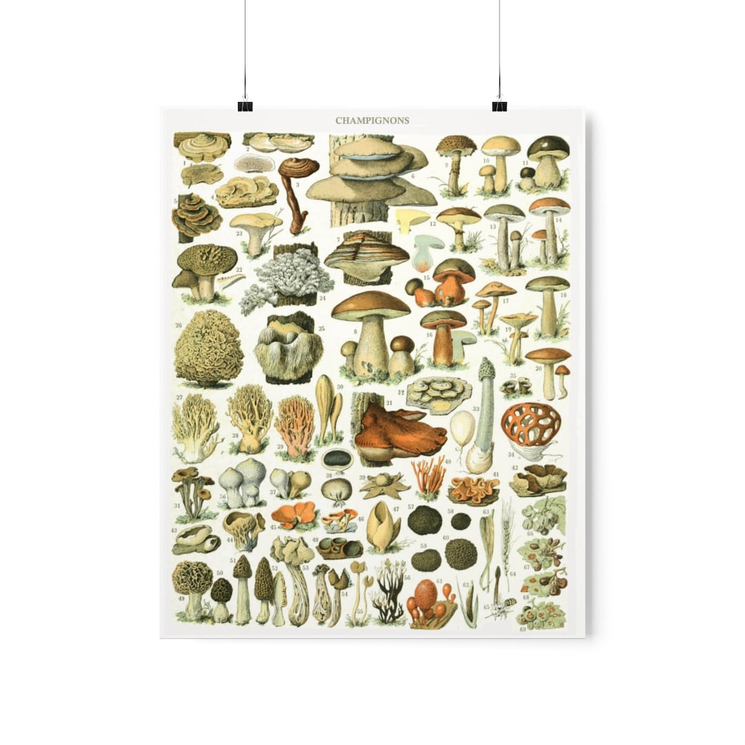 Vintage Wall Posters Mushrooms Canvas Paintings Fungi Wall Art Prints ...