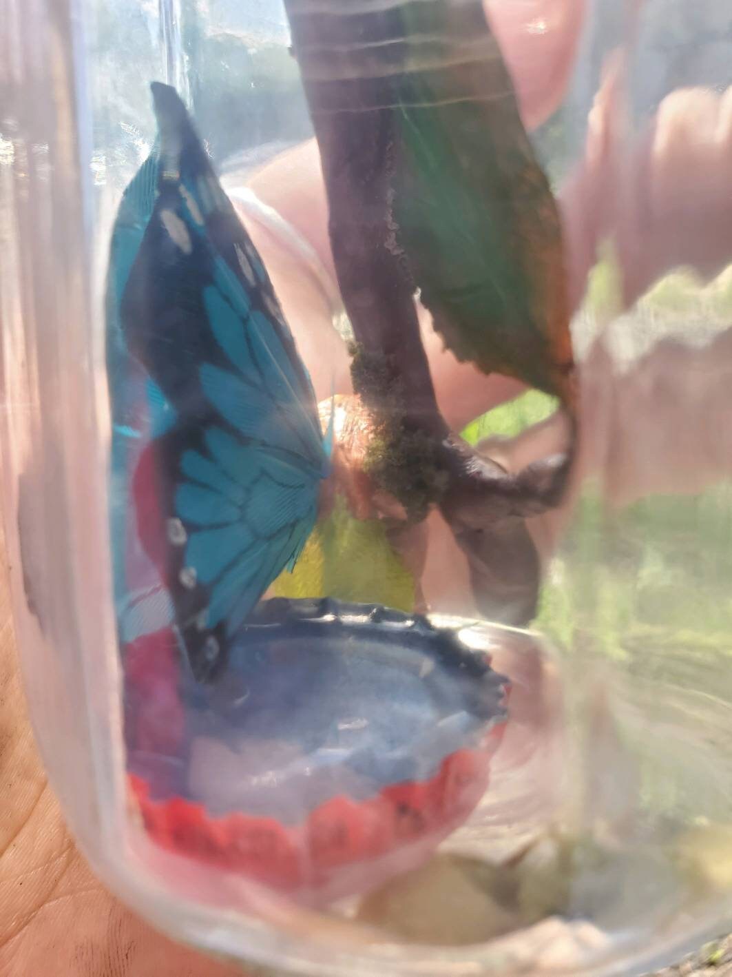 Trapped Collection Garden Fairy in a Jar | Etsy