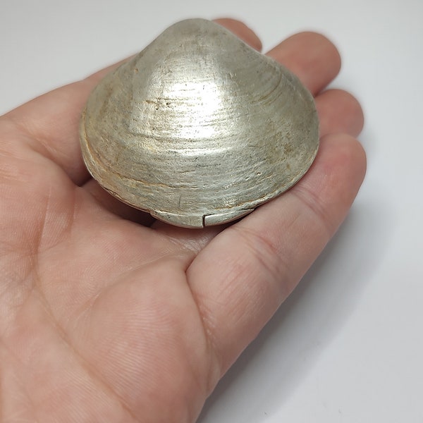 Shell Pill Box - Etsy