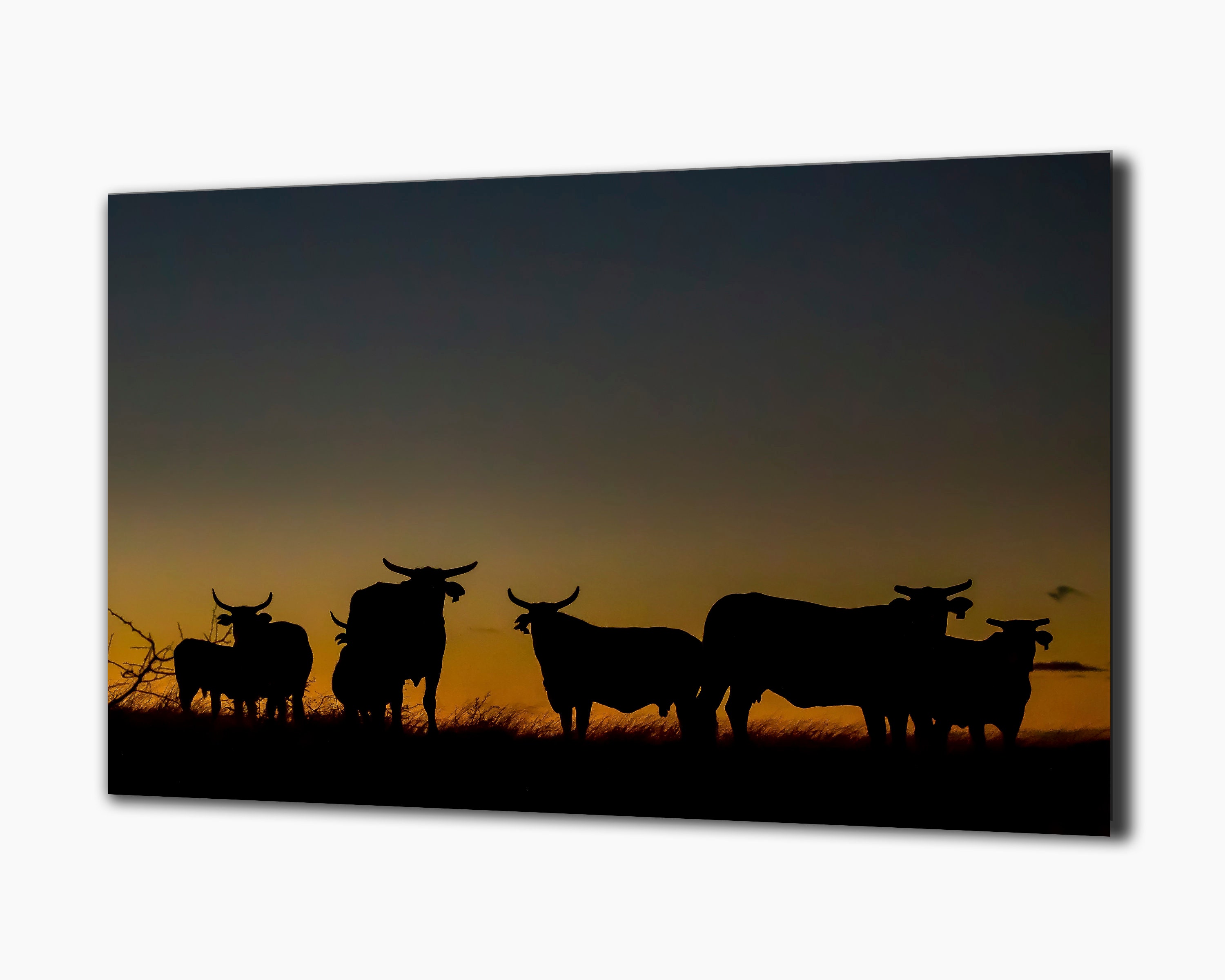 Tucson Photography, Western Photo Print, Animal Wall Art, Cowboy ...