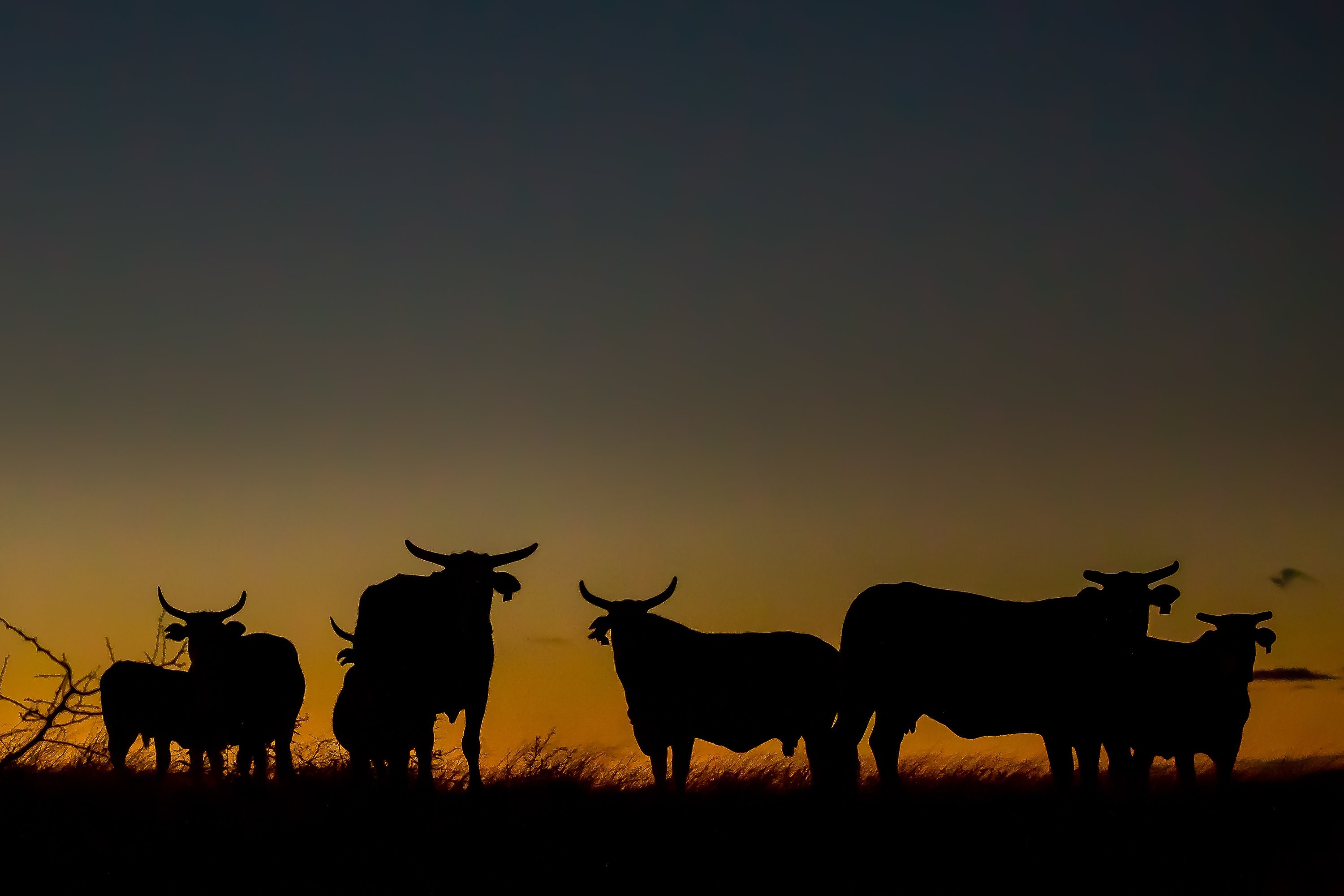 Tucson Photography, Western Photo Print, Animal Wall Art, Cowboy ...