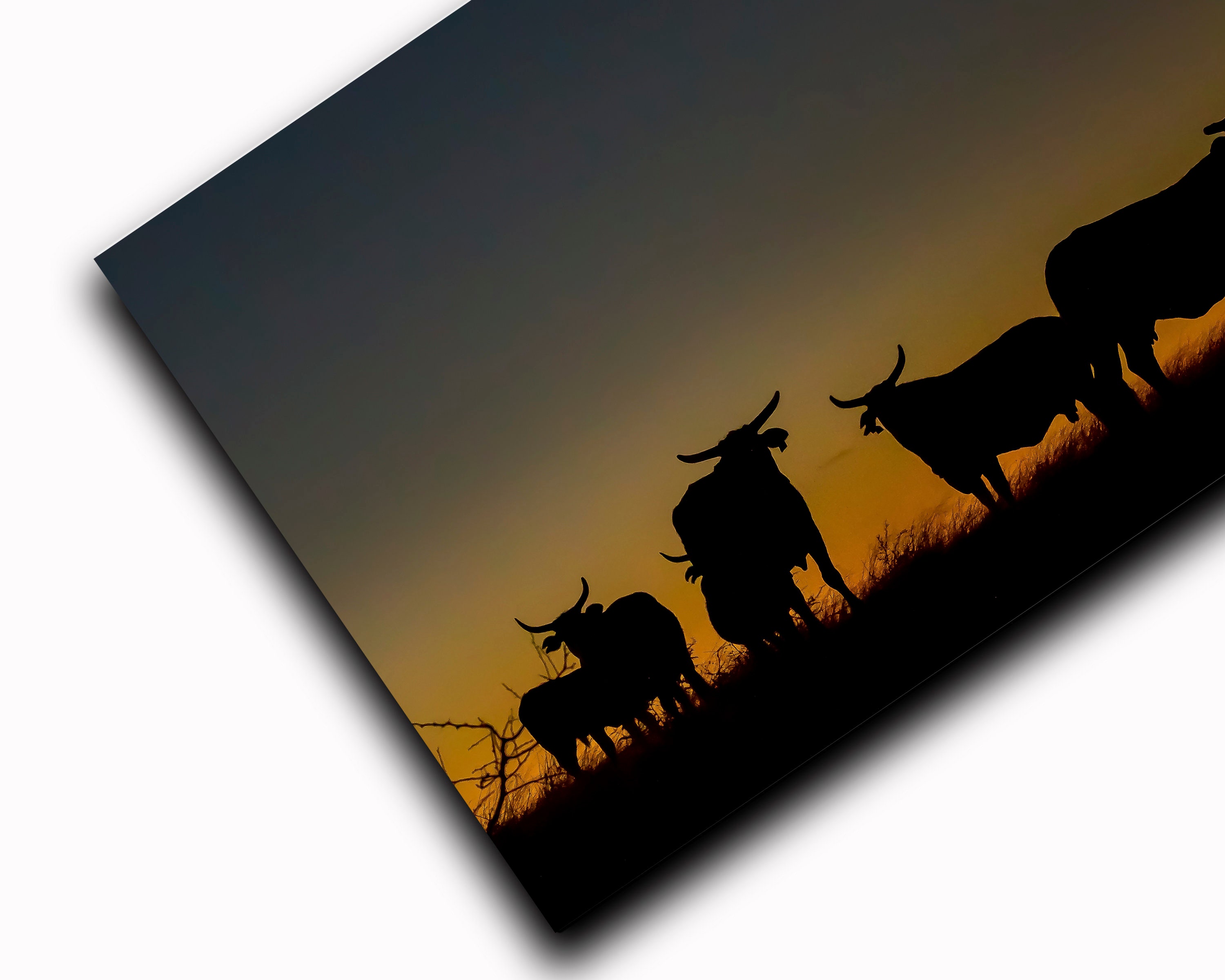 Tucson Photography, Western Photo Print, Animal Wall Art, Cowboy ...