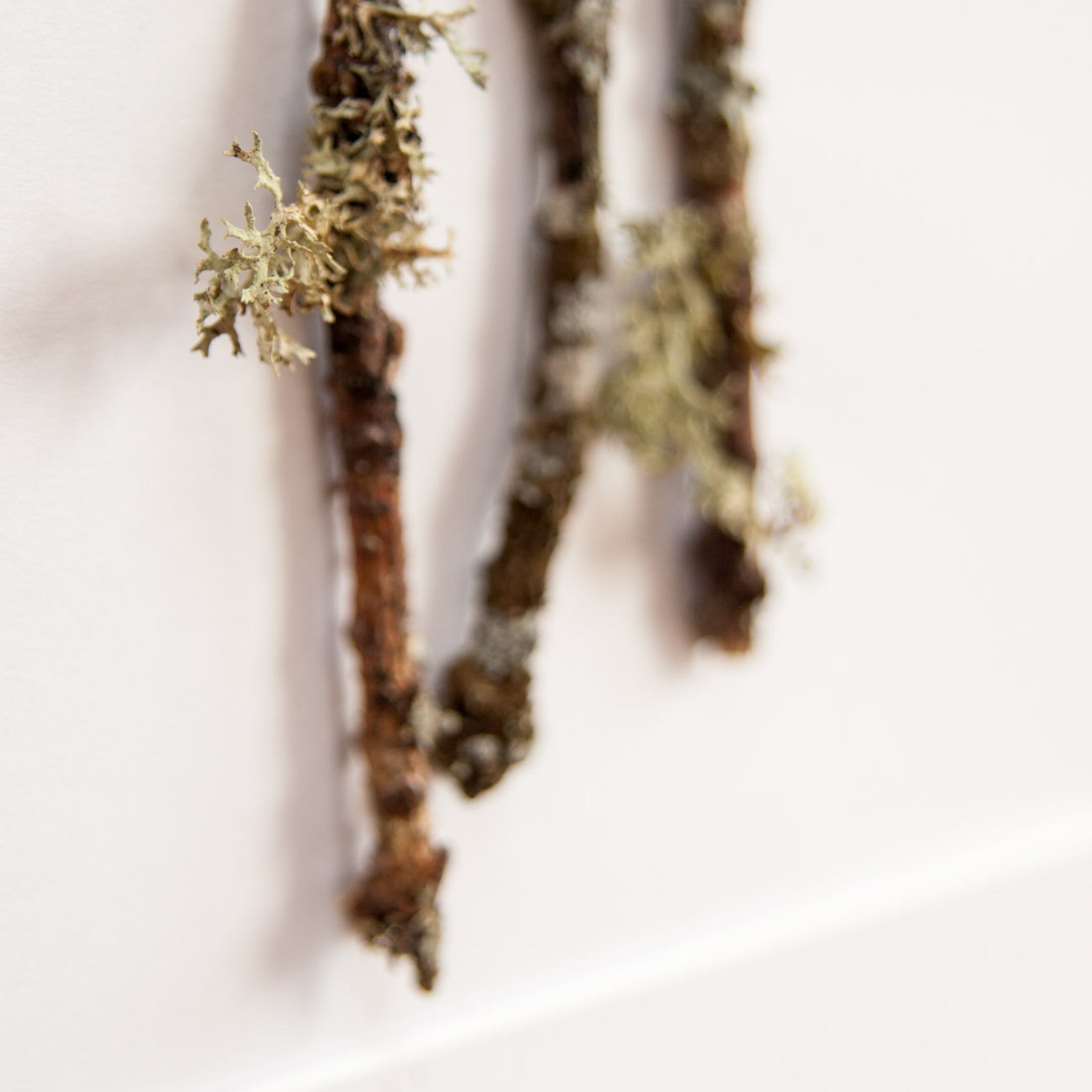THREE STICKS With Lichen & 24ct Gold - Etsy
