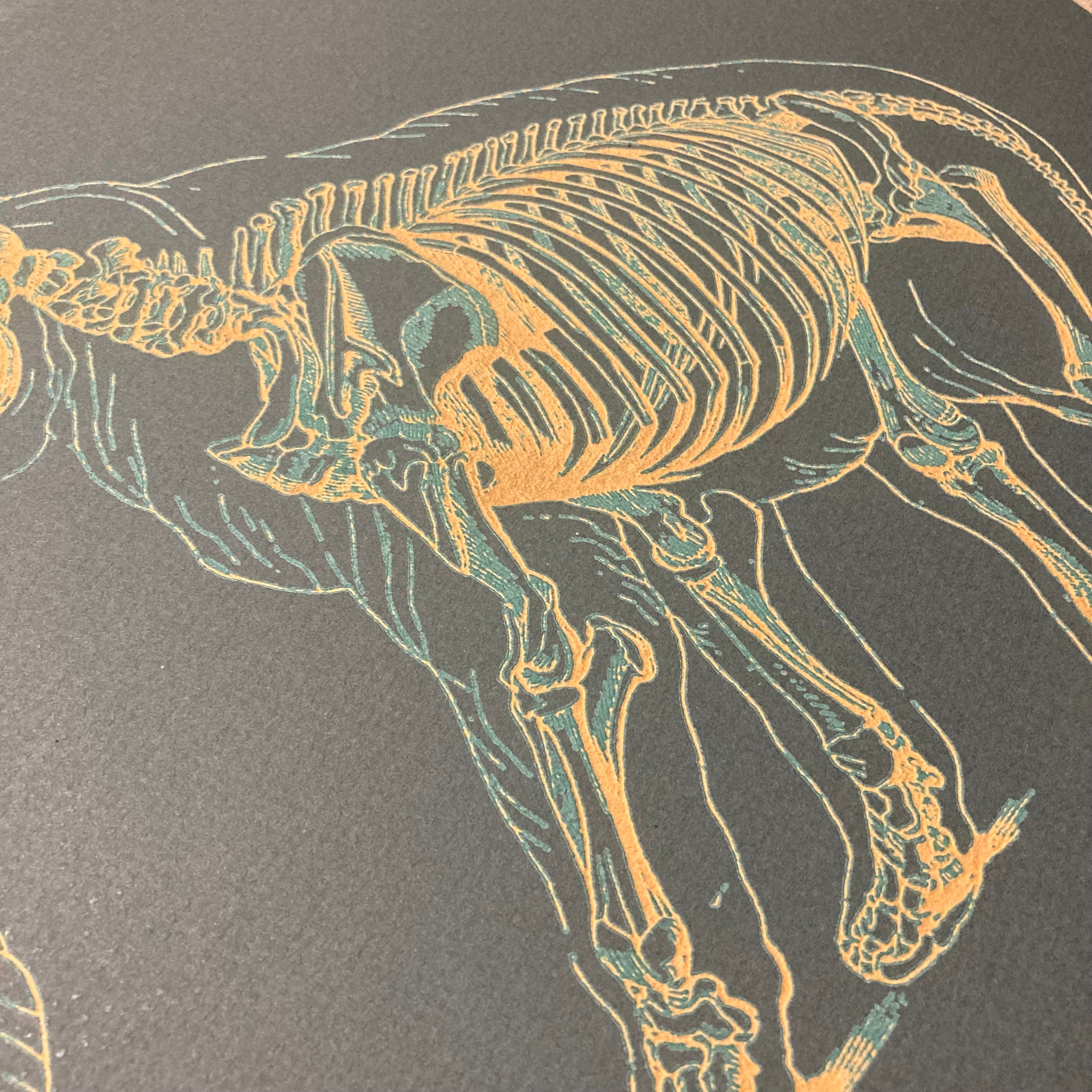 Anatomical Elephant Skeleton Etching Print - Etsy