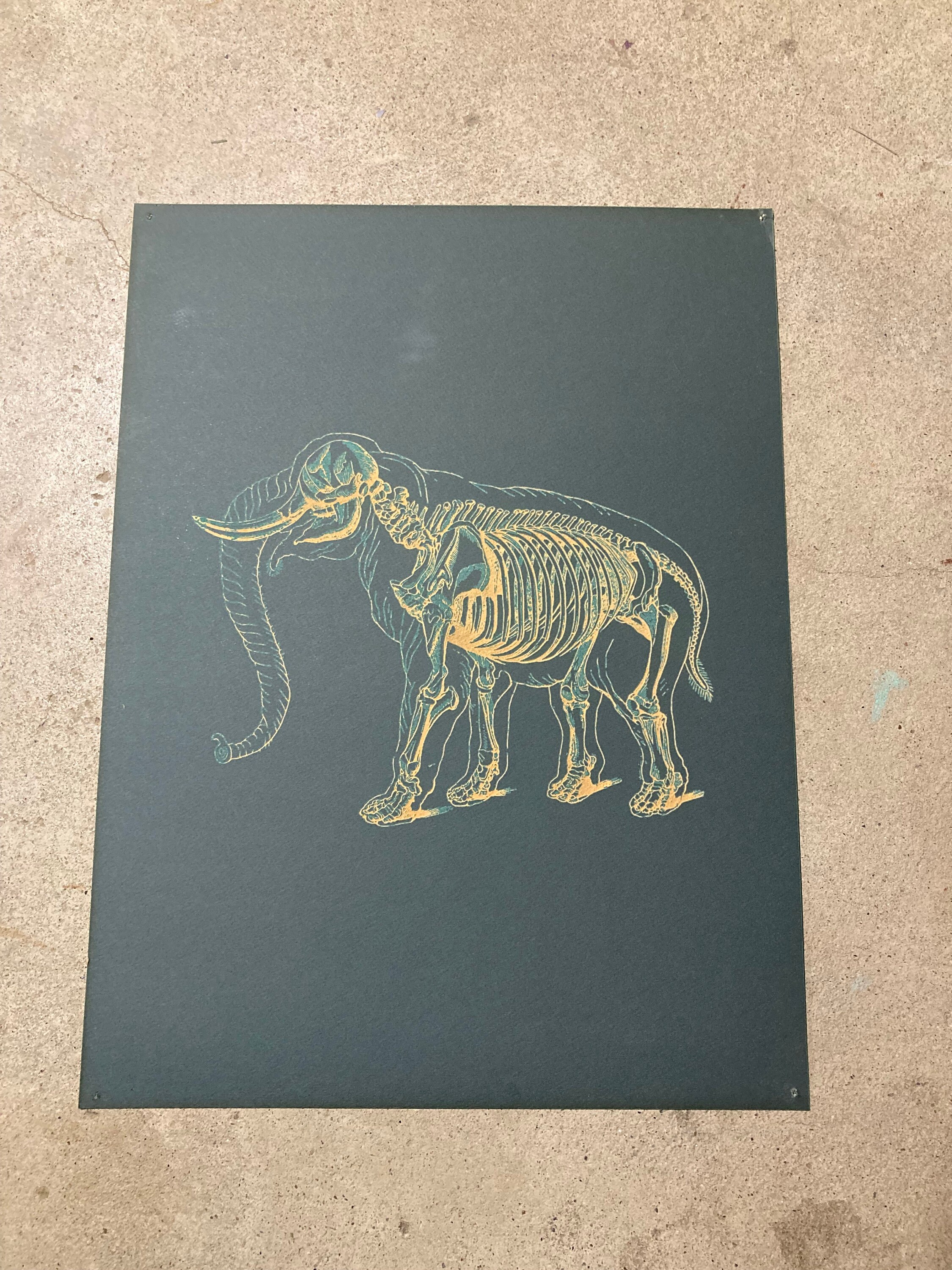 Anatomical Elephant Skeleton Etching Print - Etsy