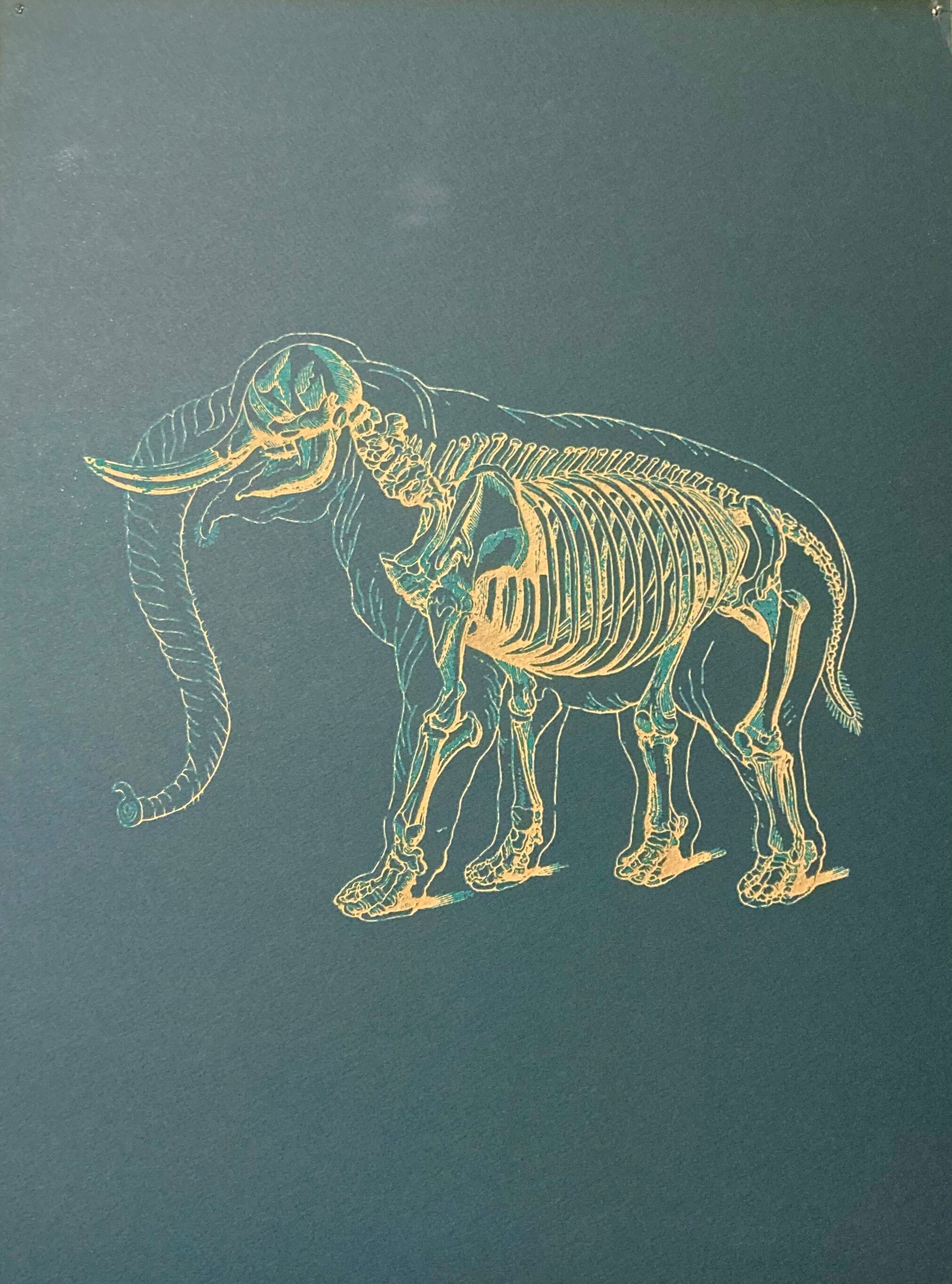 Anatomical Elephant Skeleton Etching Print - Etsy