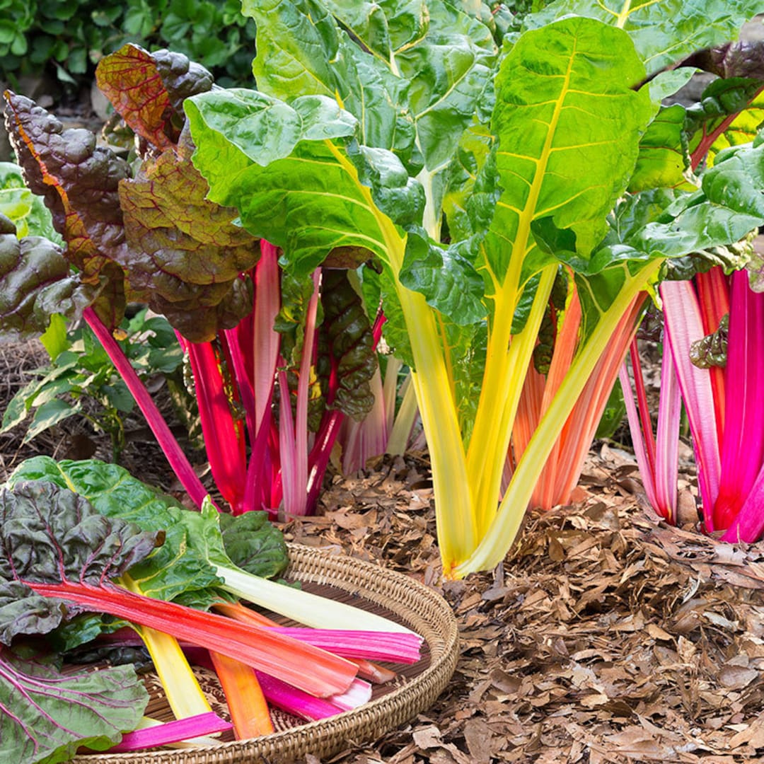 Graines de bette à carde arc-en-ciel biologiques | Non-OGM | Héritage ...