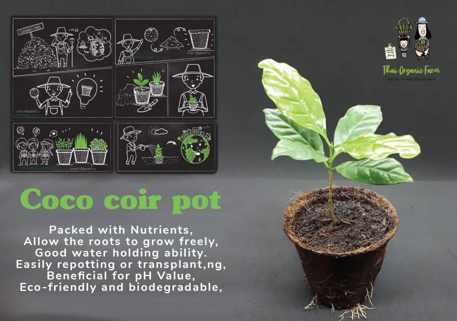 Biodegradable Coco Coir Pots for Seedlings - Eco-friendly Nursery ...
