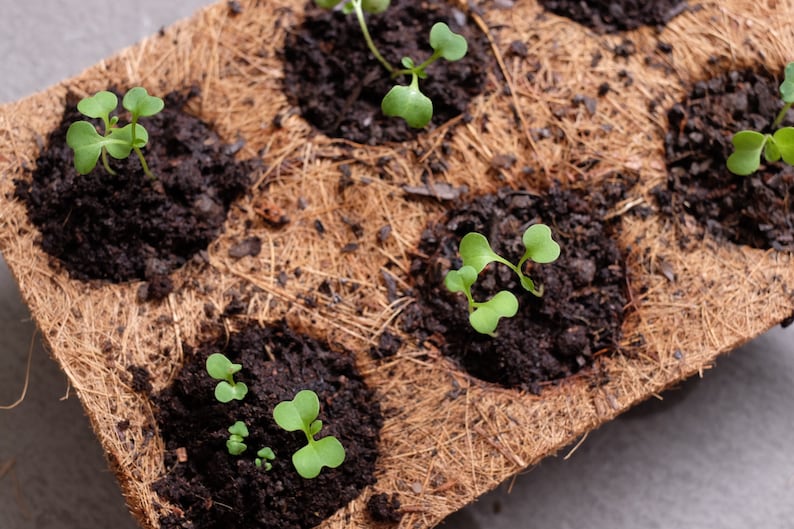 Set 6-cell Coco Coir Seed Starting Tray, Coconut Fiber Grow Cups for ...