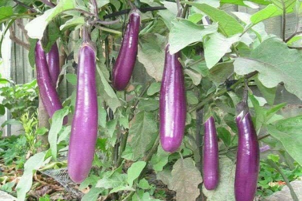 Purple Long Eggplant Seeds Japanese Long Purple Eggplant | Etsy Australia