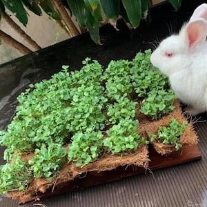 Set 6-cell Coco Coir Seed Starting Tray, Coconut Fiber Grow Cups for ...