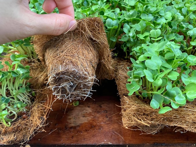 Set 6-Cell Coco Coir Seed Starting Tray Coconut Fiber Grow | Etsy