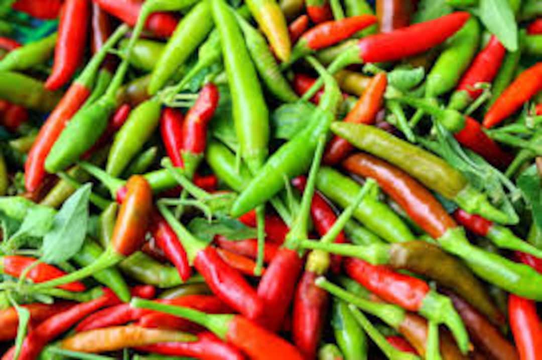 Fresh Thai Bird's Eye Chili Seeds Perfecto para cocinar picante en casa ...