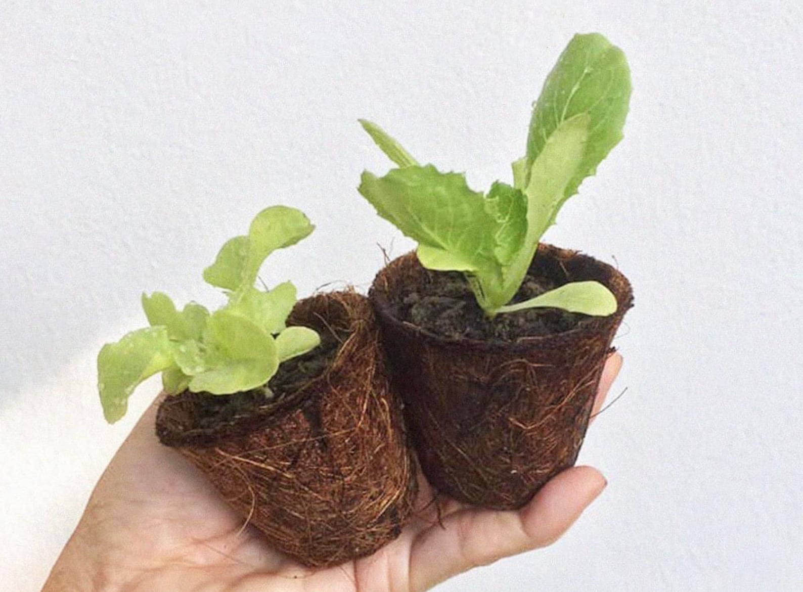 Biodegradable Coco Coir Pots for Seedlings - Eco-friendly Nursery ...