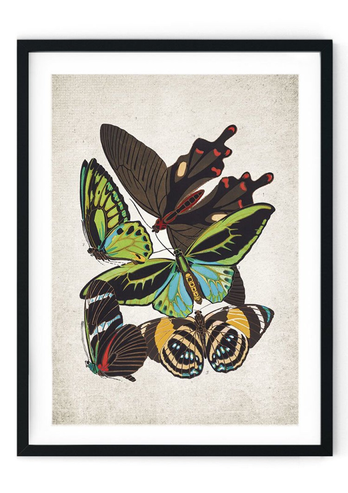 Cape York Birdwing Butterfly Giclee Print Restored Vintage - Etsy