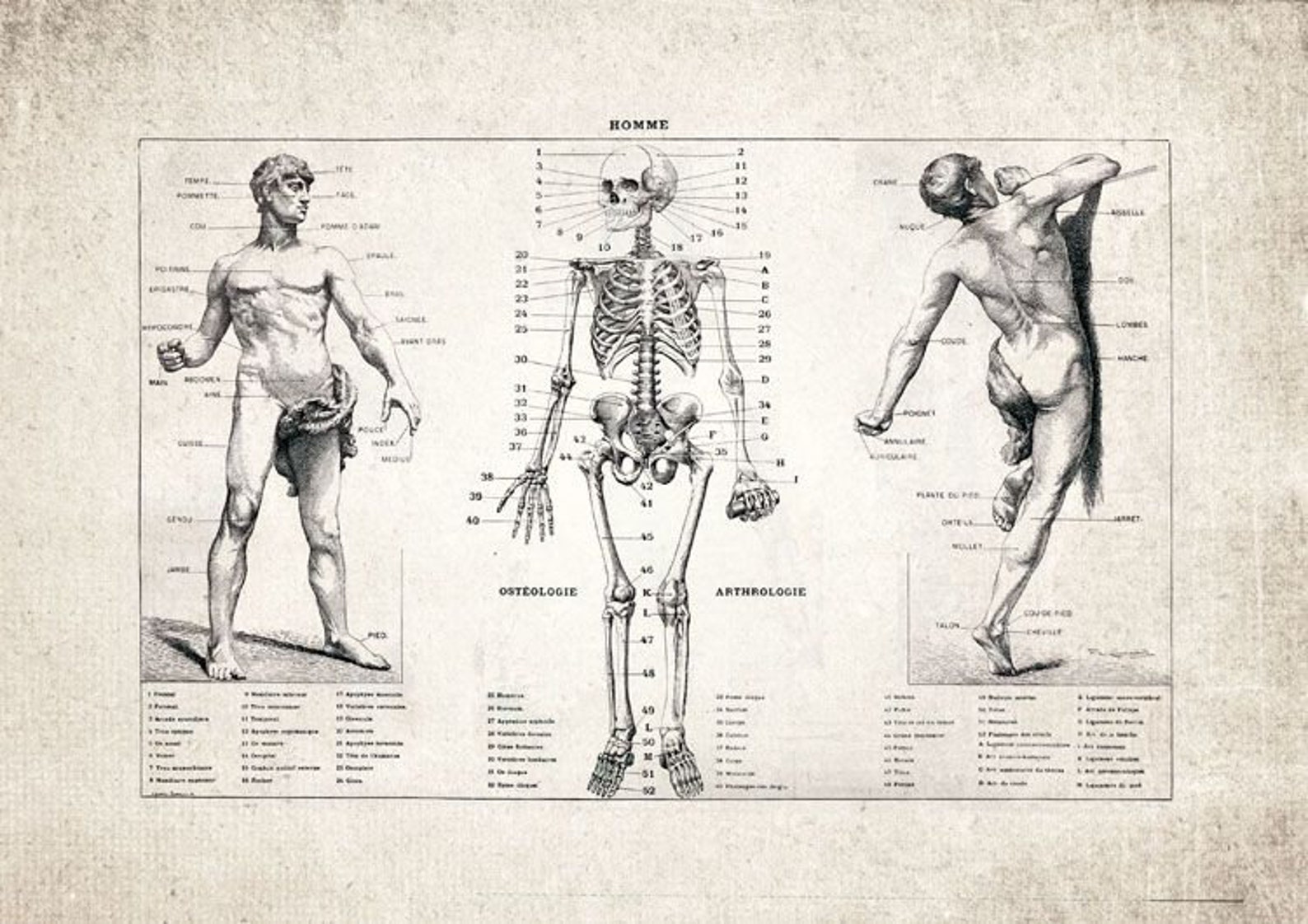 Human Skeleton Anatomy Giclee Print, Restored Vintage Wall Art, Science ...