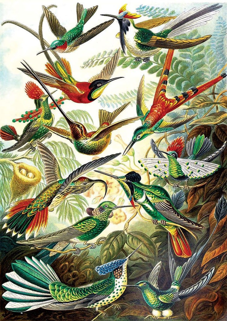 Hummingbird Scene Giclee Print Restored Vintage Wall Art A5 - Etsy UK