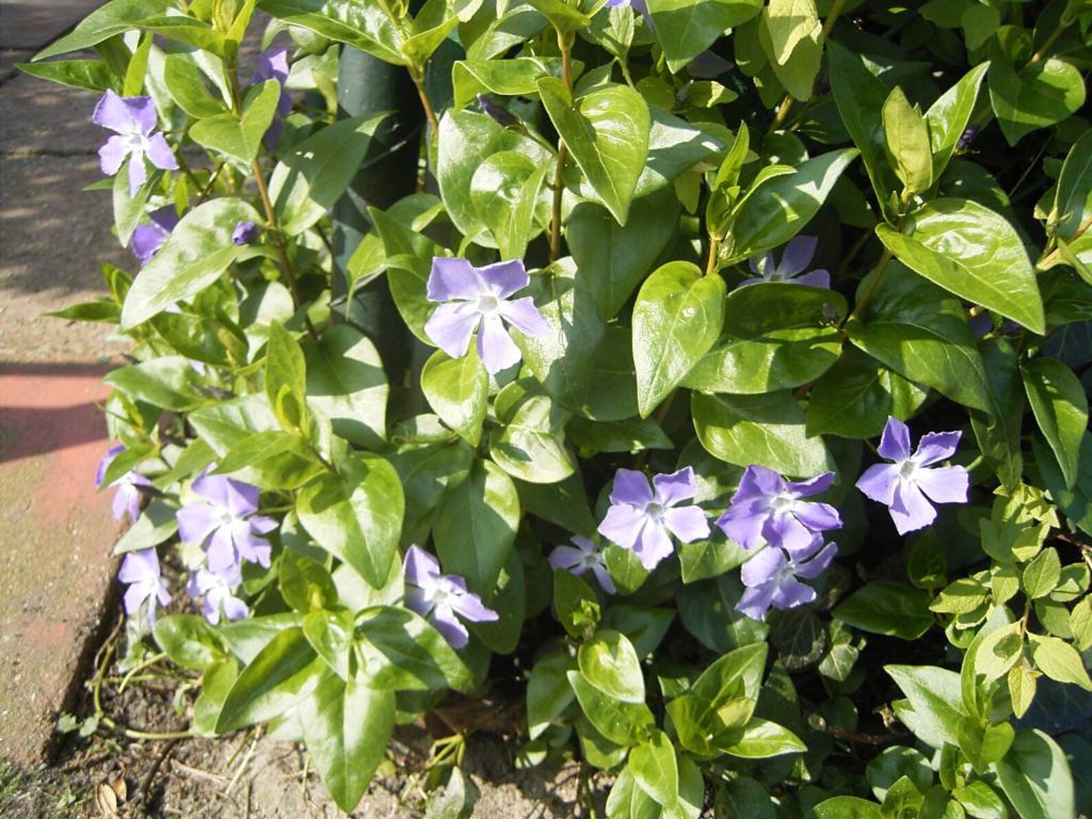 Large Periwinkle vinca Major - Etsy