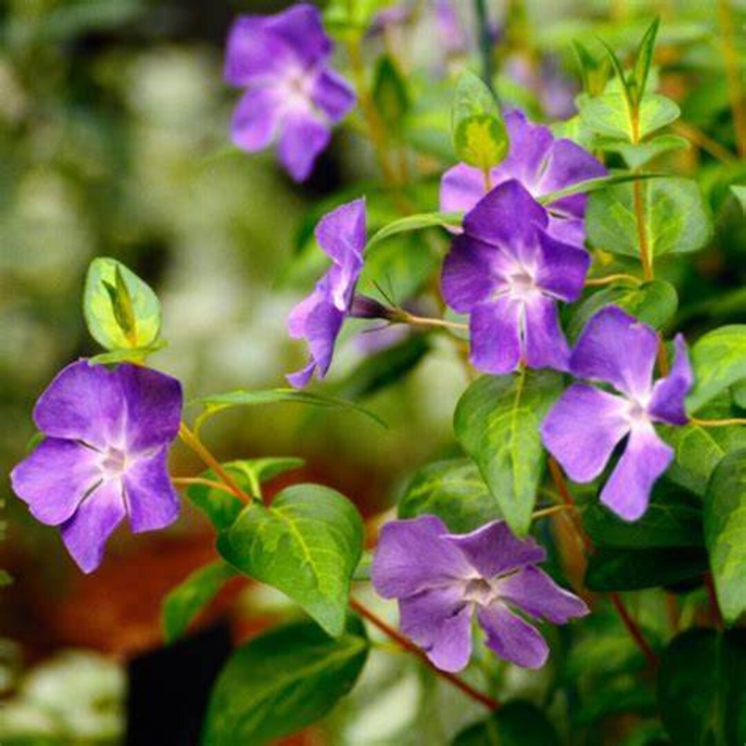 Large Periwinkle vinca Major - Etsy