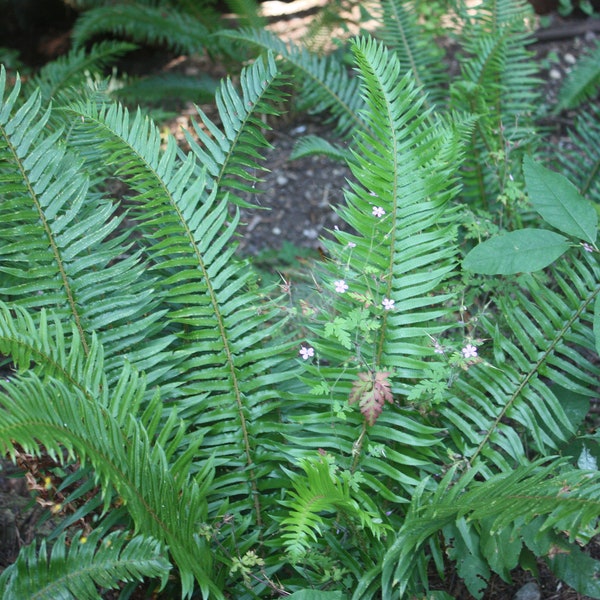 Sword Fern Plant - Etsy