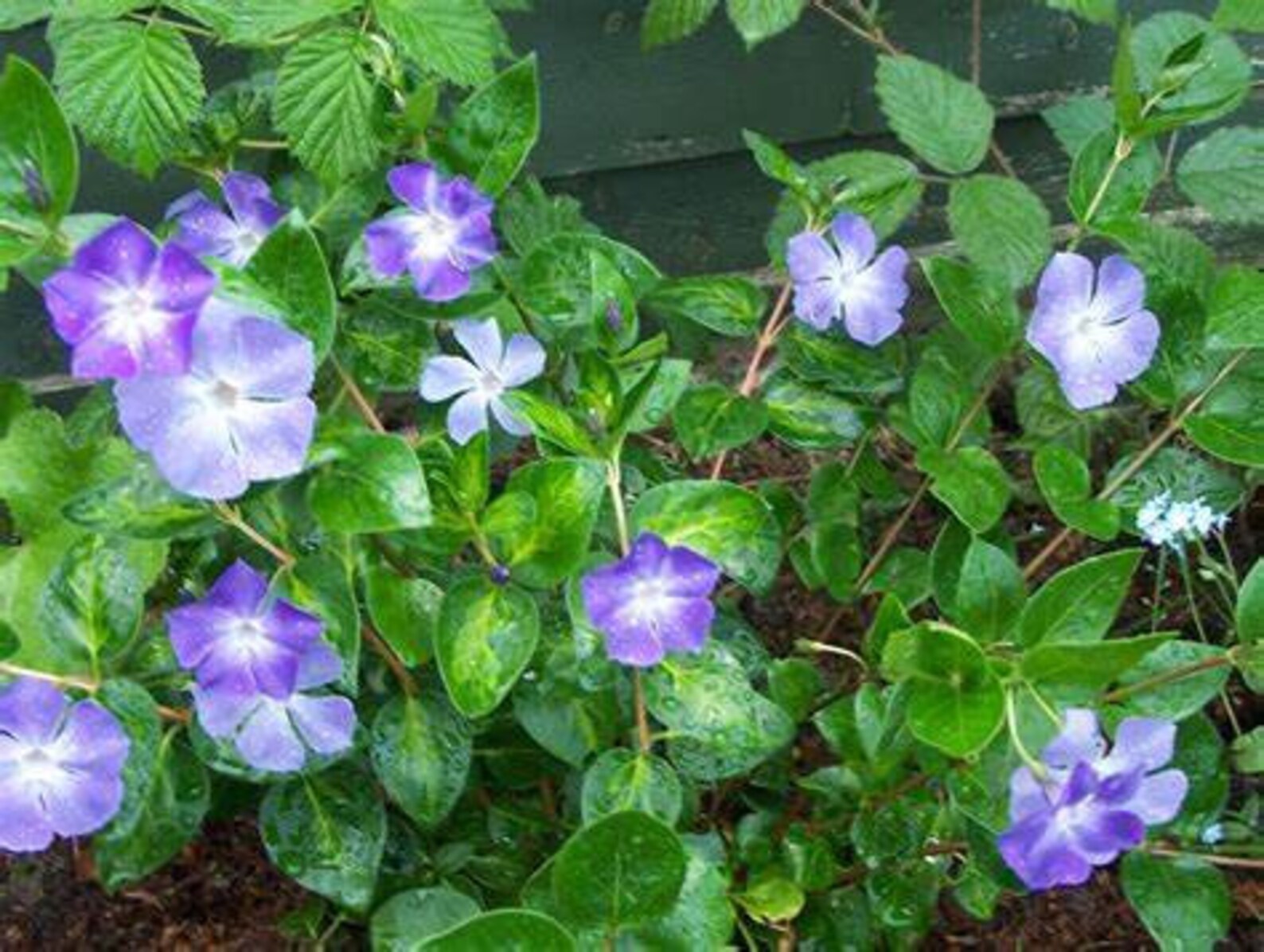 Large Periwinkle vinca Major - Etsy