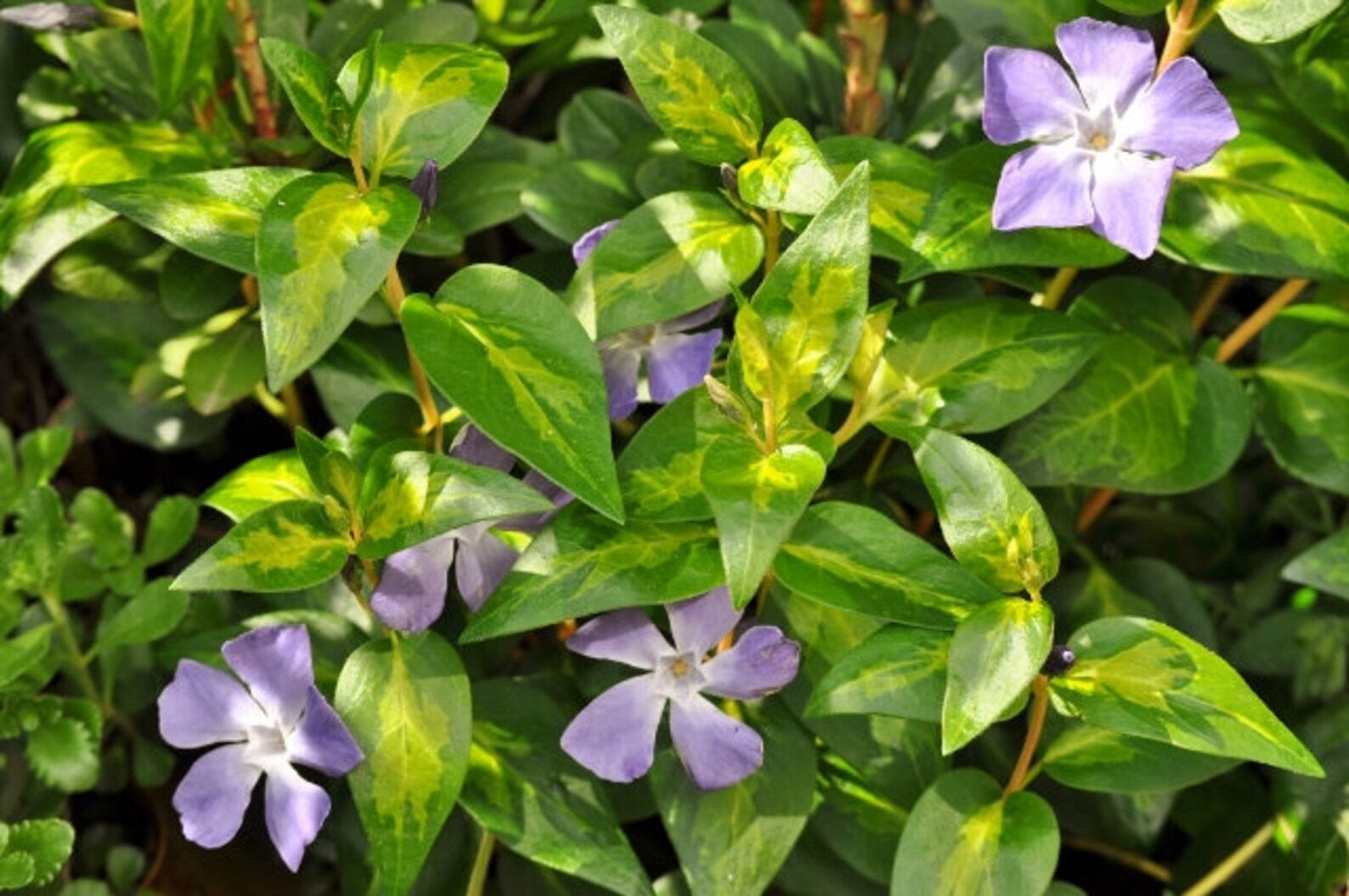 Large Periwinkle vinca Major - Etsy