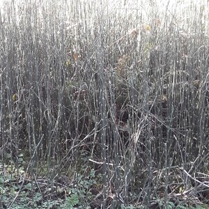 Scouring Rush equisetum Hyemale - Etsy Canada